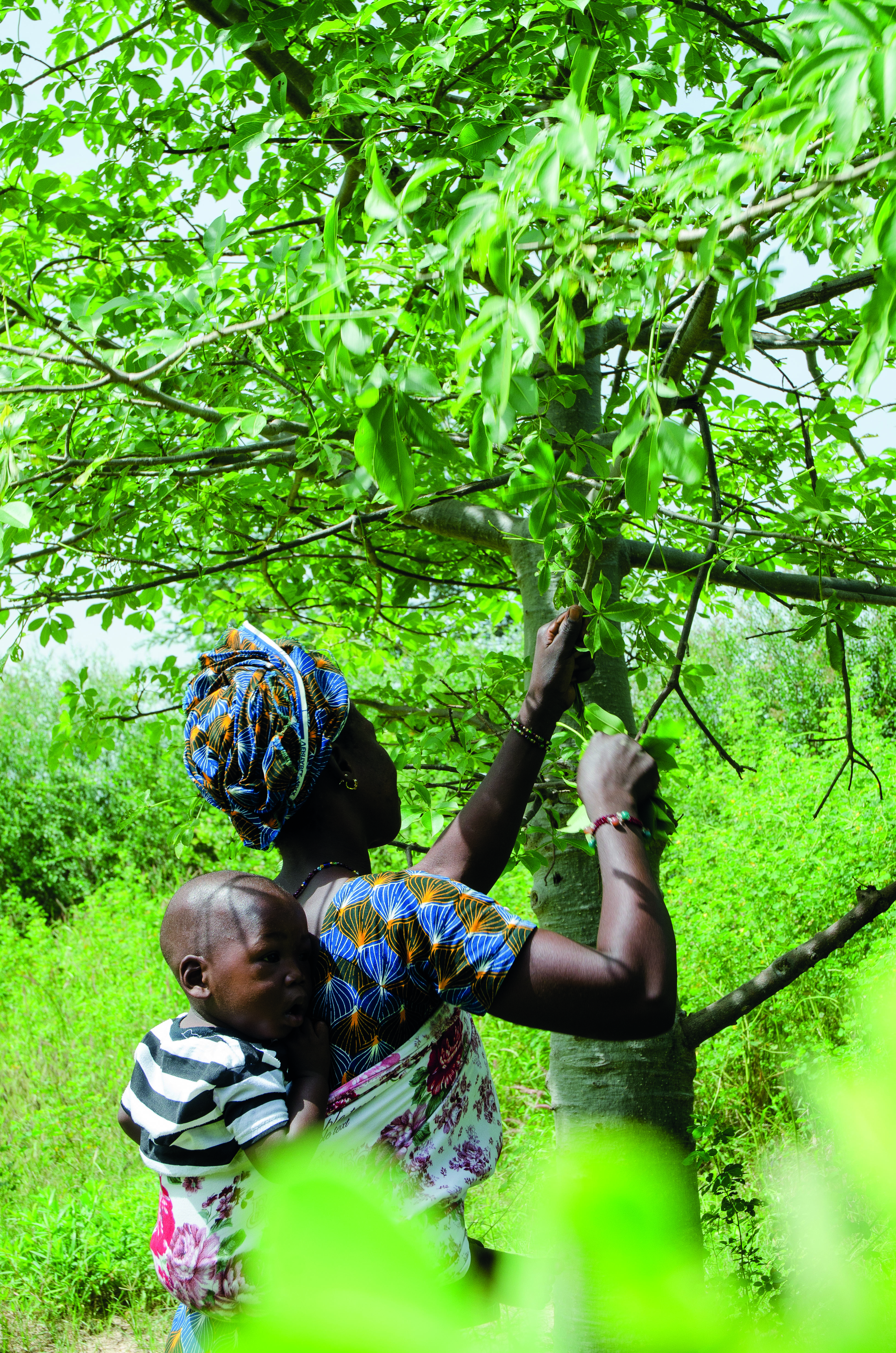 Tree Aid | Growing trees to tackle poverty in Africa